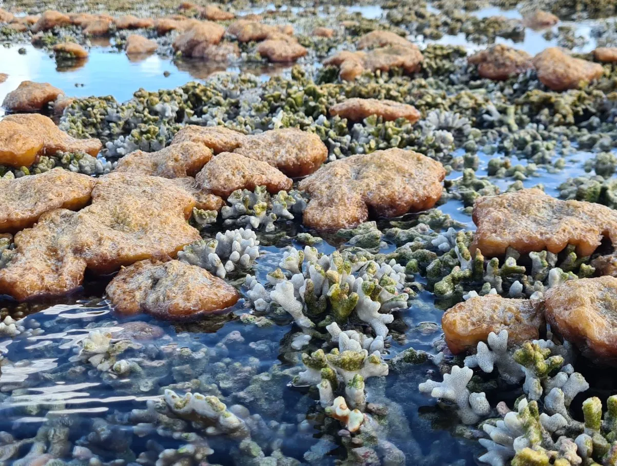 Farah Dhiun: Field Notes from the Intertidal Zone - moosumi
